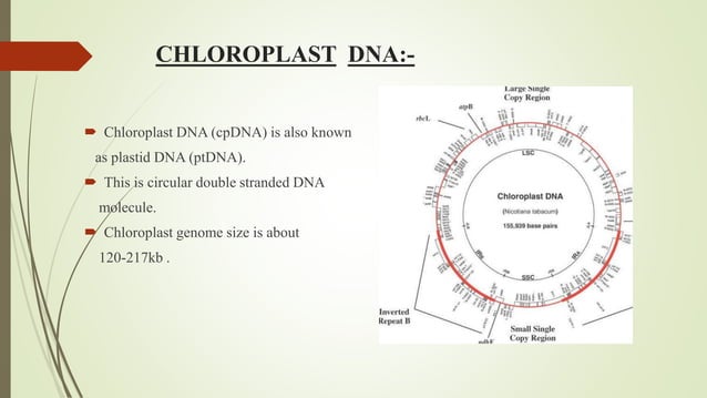 Chloroplast: Structure & functions | PPTX