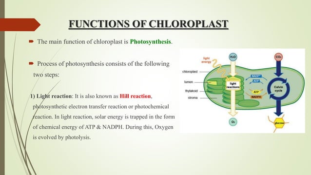 Chloroplast: Structure & functions | PPTX