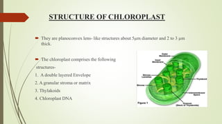 Chloroplast Structure And Function Cytosol