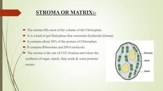 Thylakoid Structure And Function