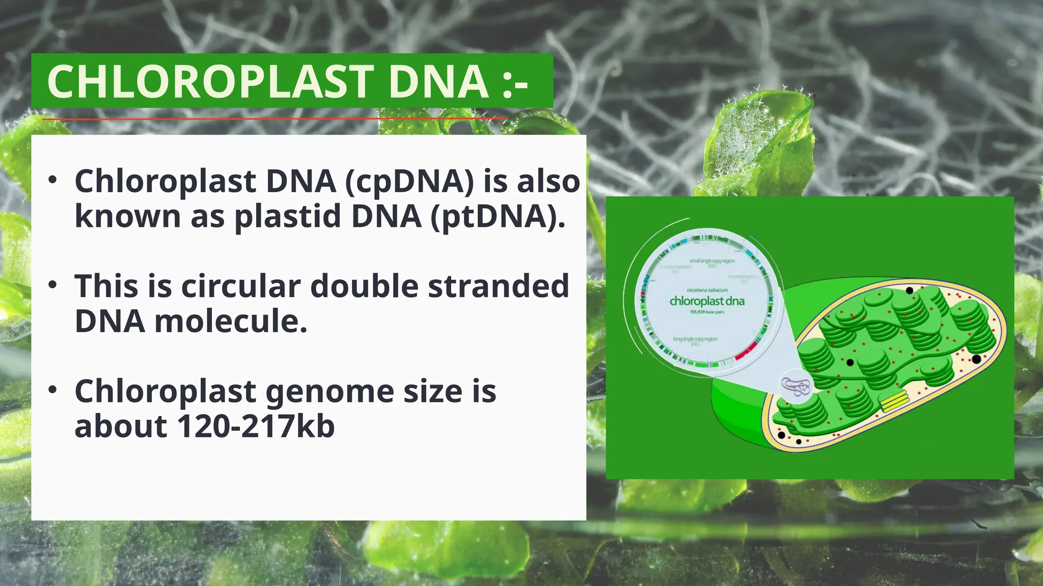 Chloroplast and it's structure and function.pptx