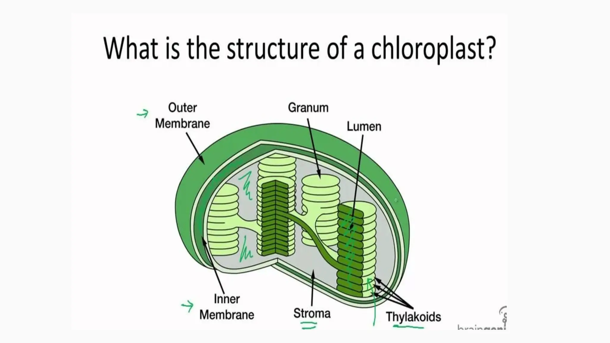 Chloroplast and it's structure and function.pptx