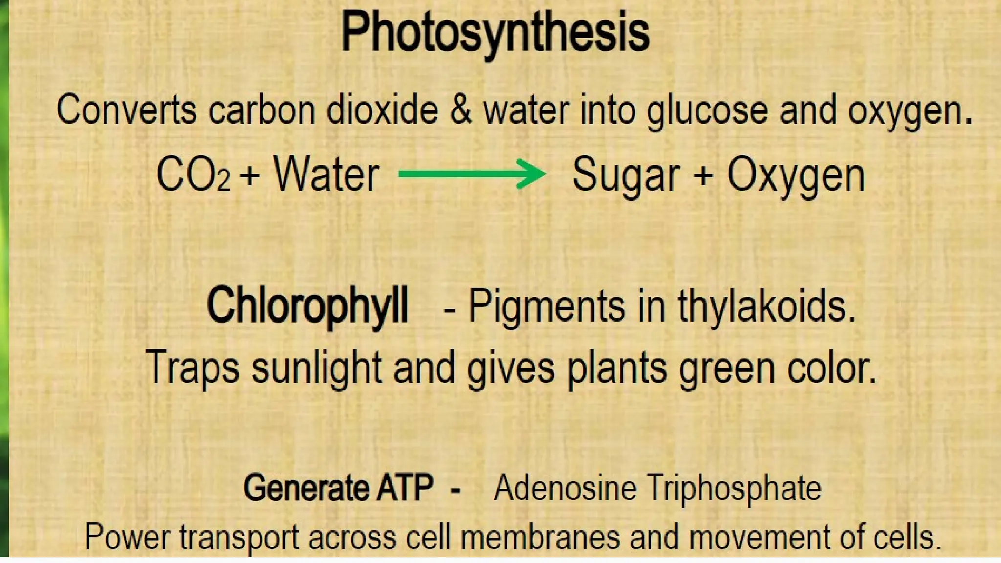 Chloroplast and it's structure and function.pptx