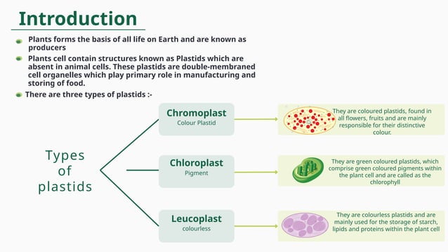 Chloroplast and it's structure and function.pptx