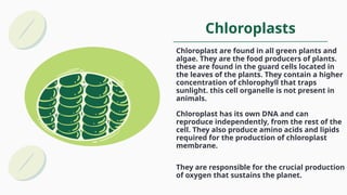 Chloroplast and it's structure and function.pptx