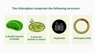 Chloroplast and it's structure and function.pptx