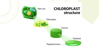 Chloroplast and it's structure and function.pptx