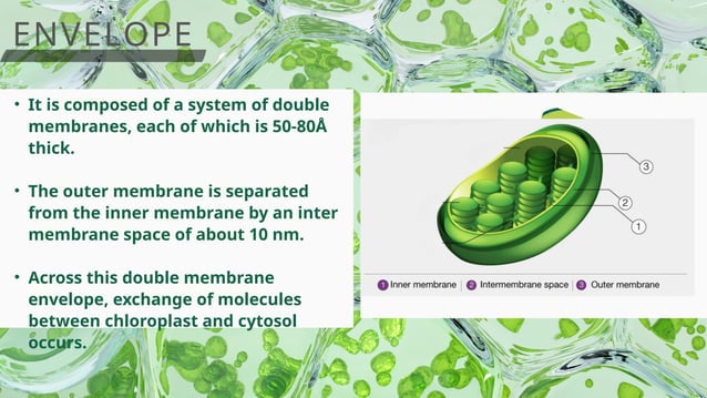 Chloroplast and it's structure and function.pptx