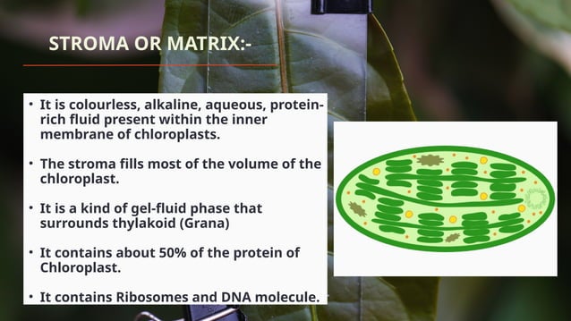 Chloroplast and it's structure and function.pptx