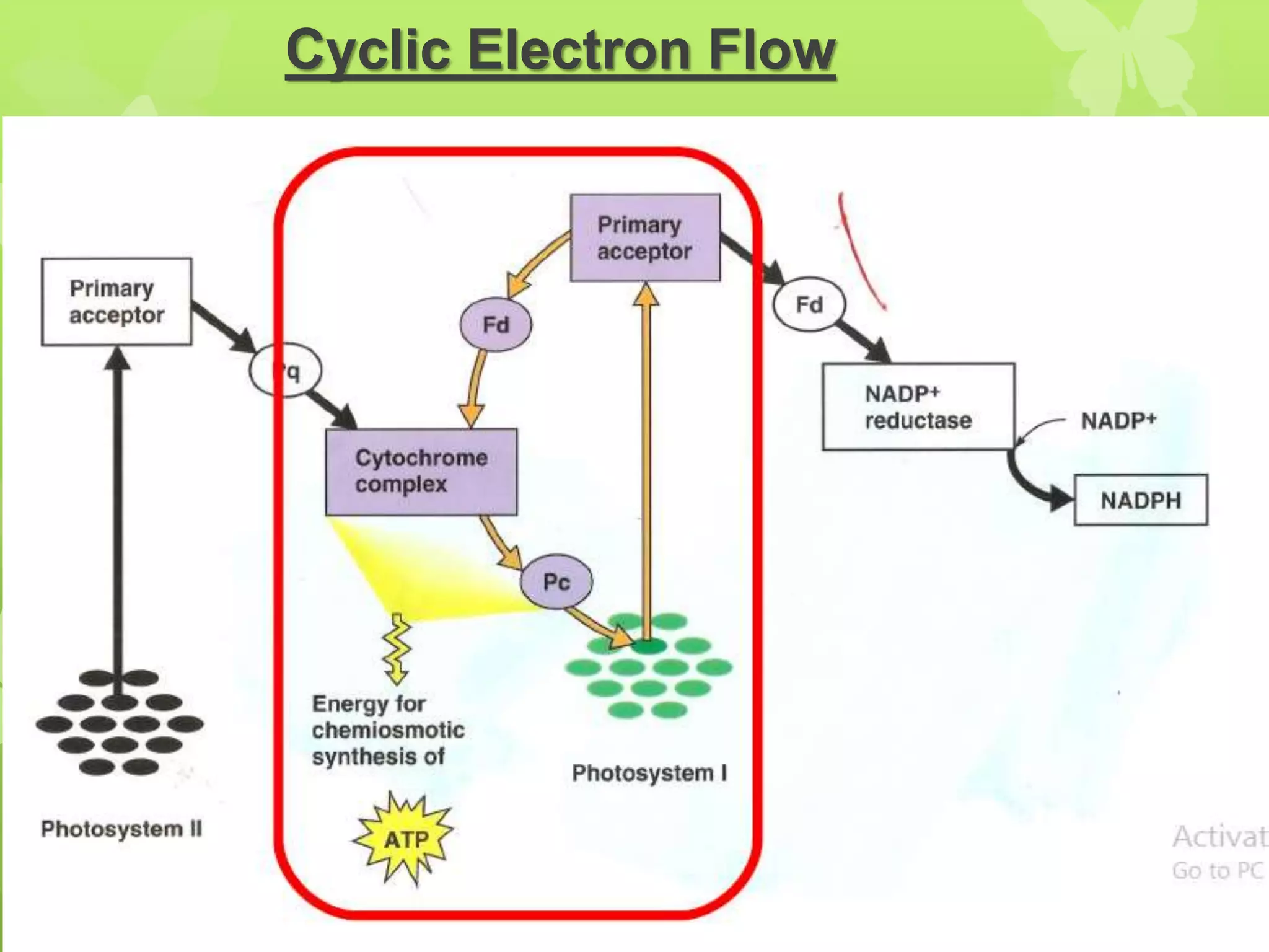 Chloroplast and light reaction | PPTX
