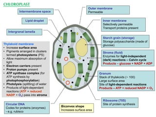 Chloroplast and light reaction | PPTX