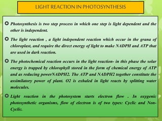 Chloroplast and light reaction | PPTX