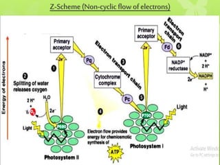 Chloroplast and light reaction | PPTX