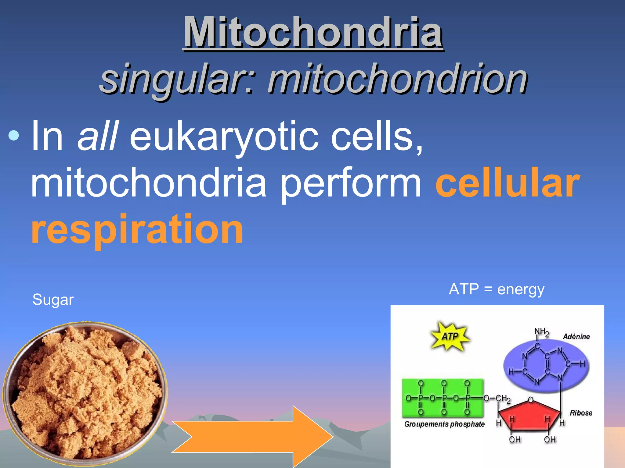 Chloroplast and mitochondria | PPT