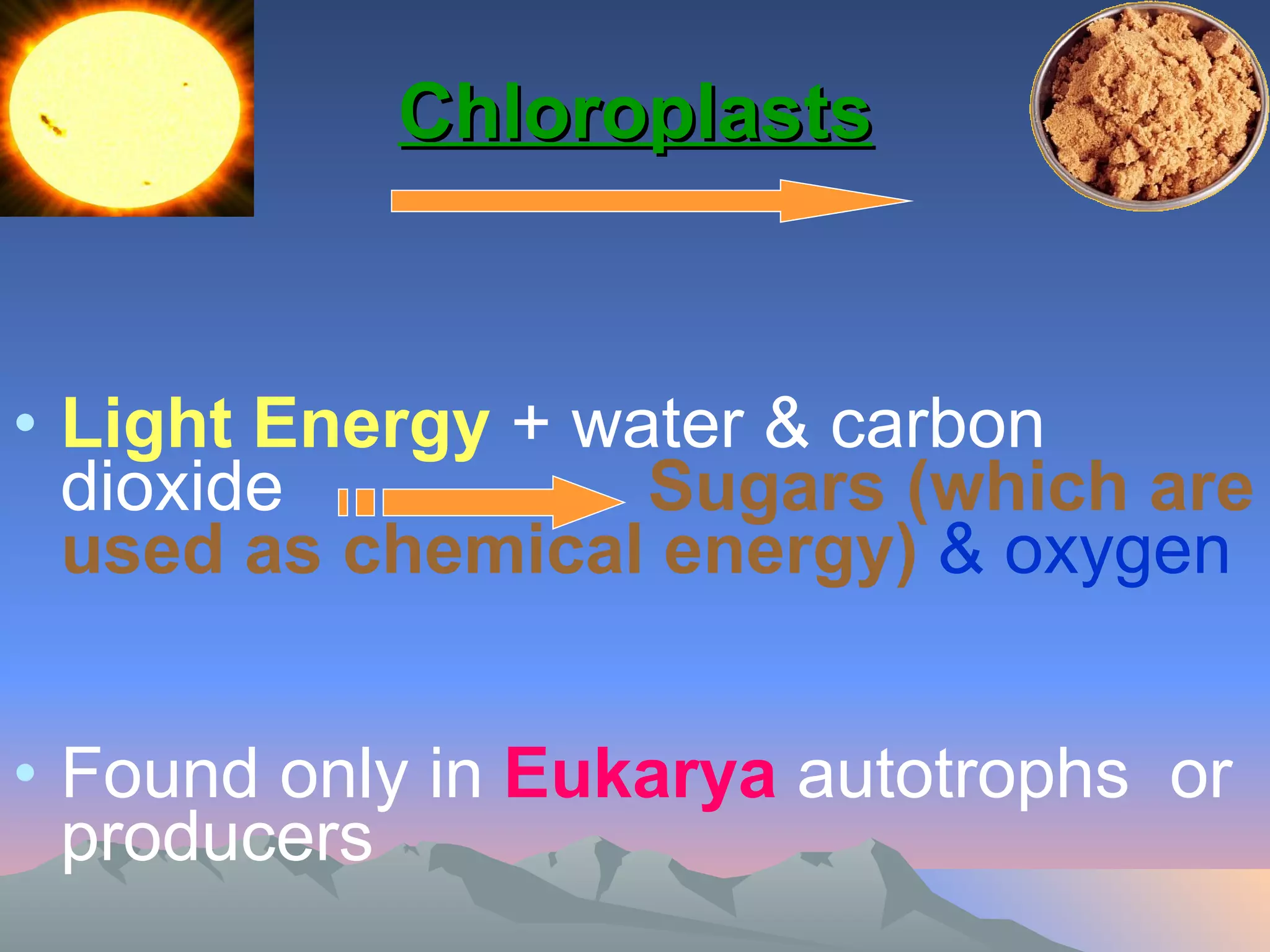 Chloroplast and mitochondria | PPT
