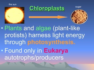 Chloroplast and mitochondria | PPT