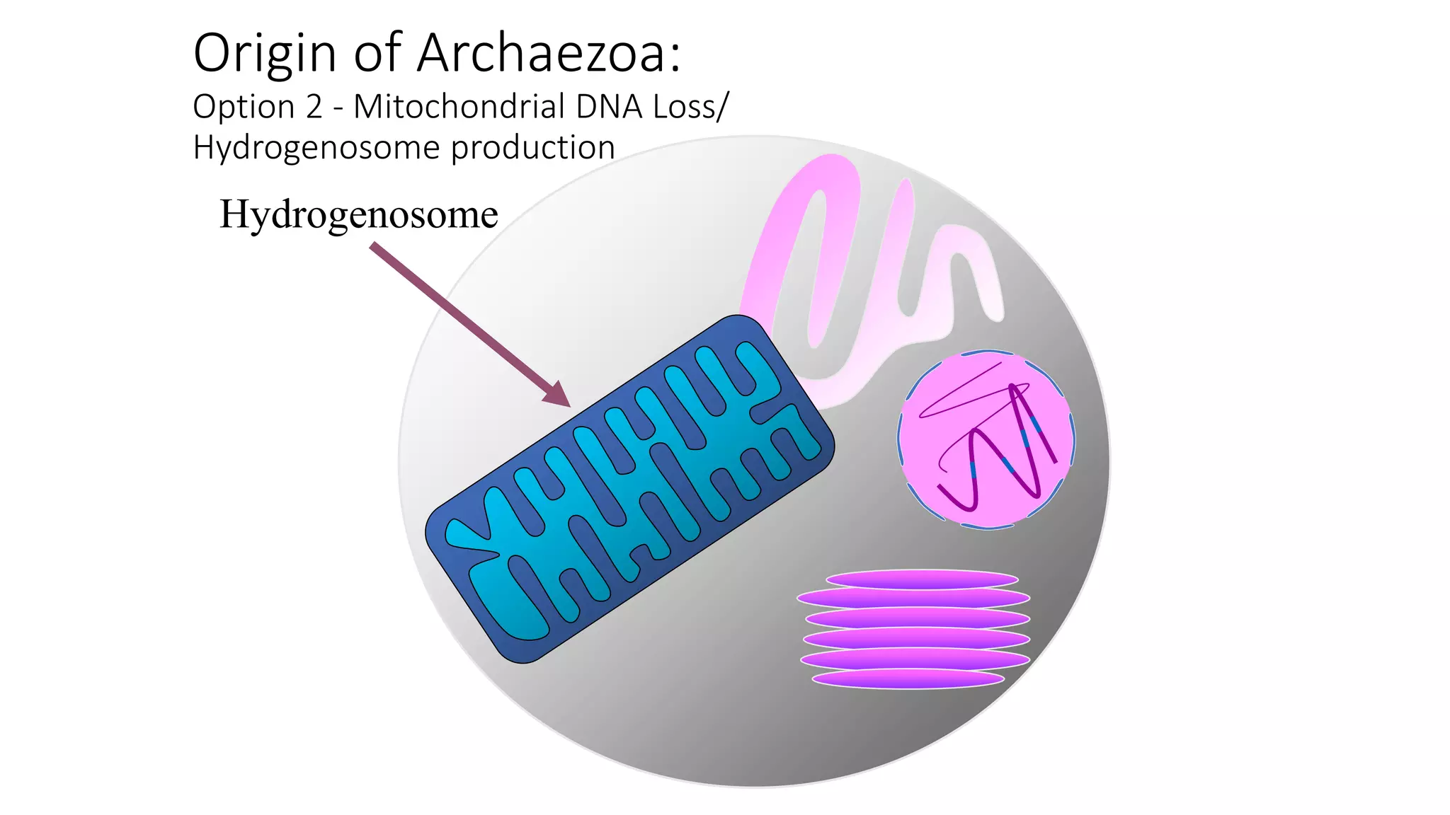 Chloroplast and mitochondrial genome.ppt