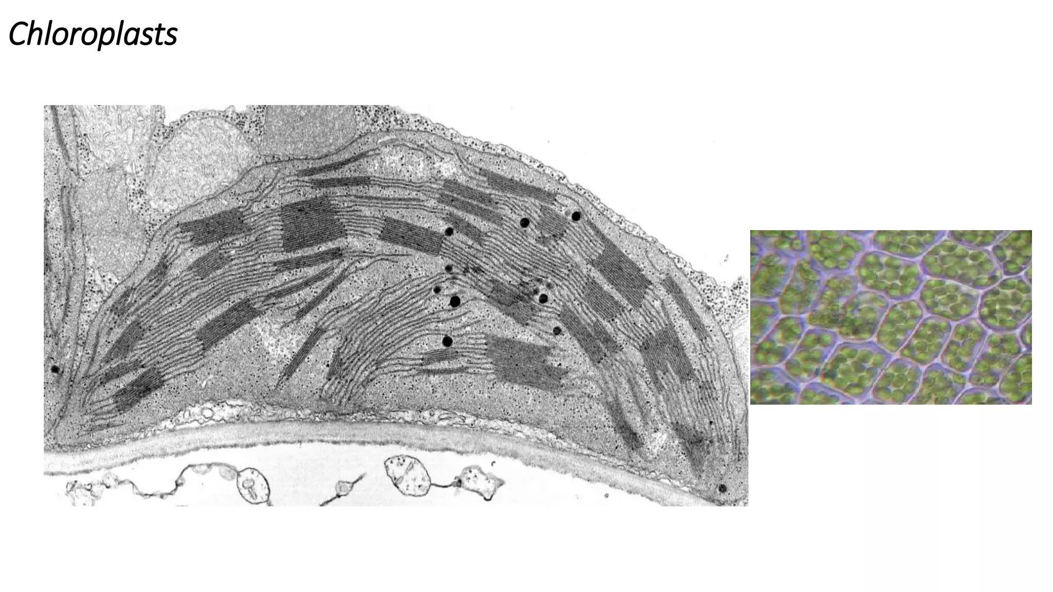 Chloroplast and mitochondrial genome.ppt