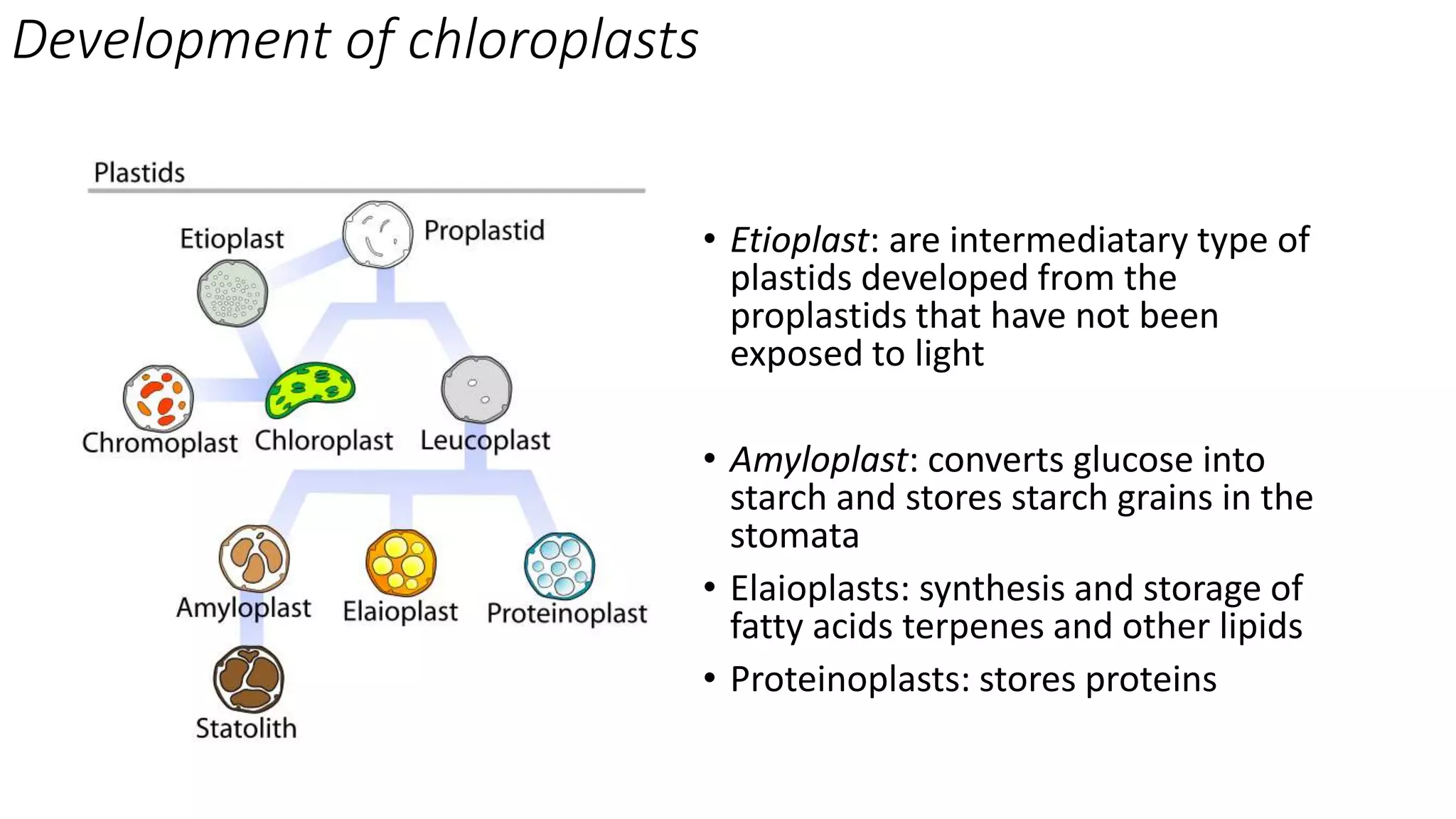 Chloroplast and mitochondrial genome.ppt