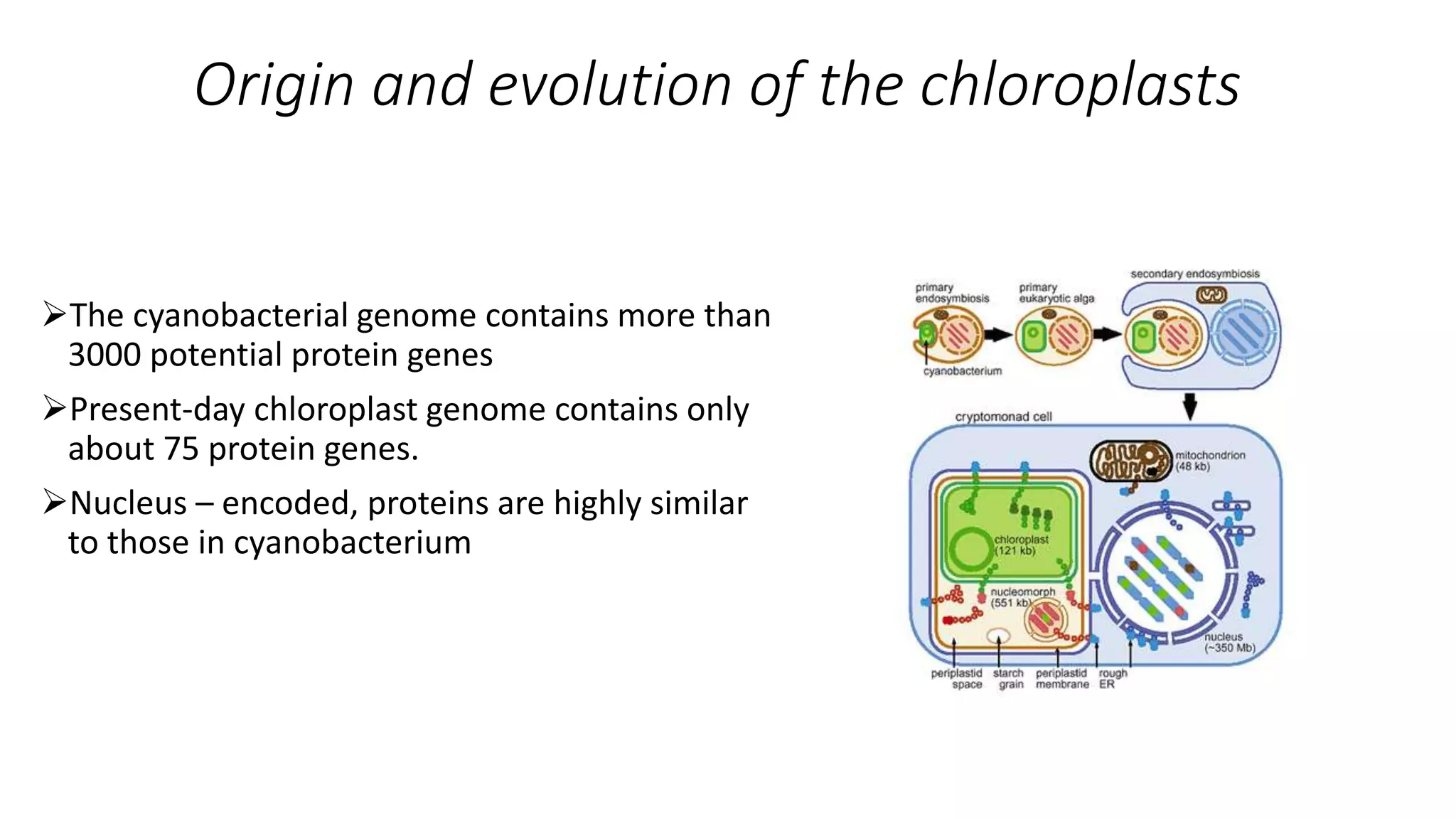 Chloroplast and mitochondrial genome.ppt