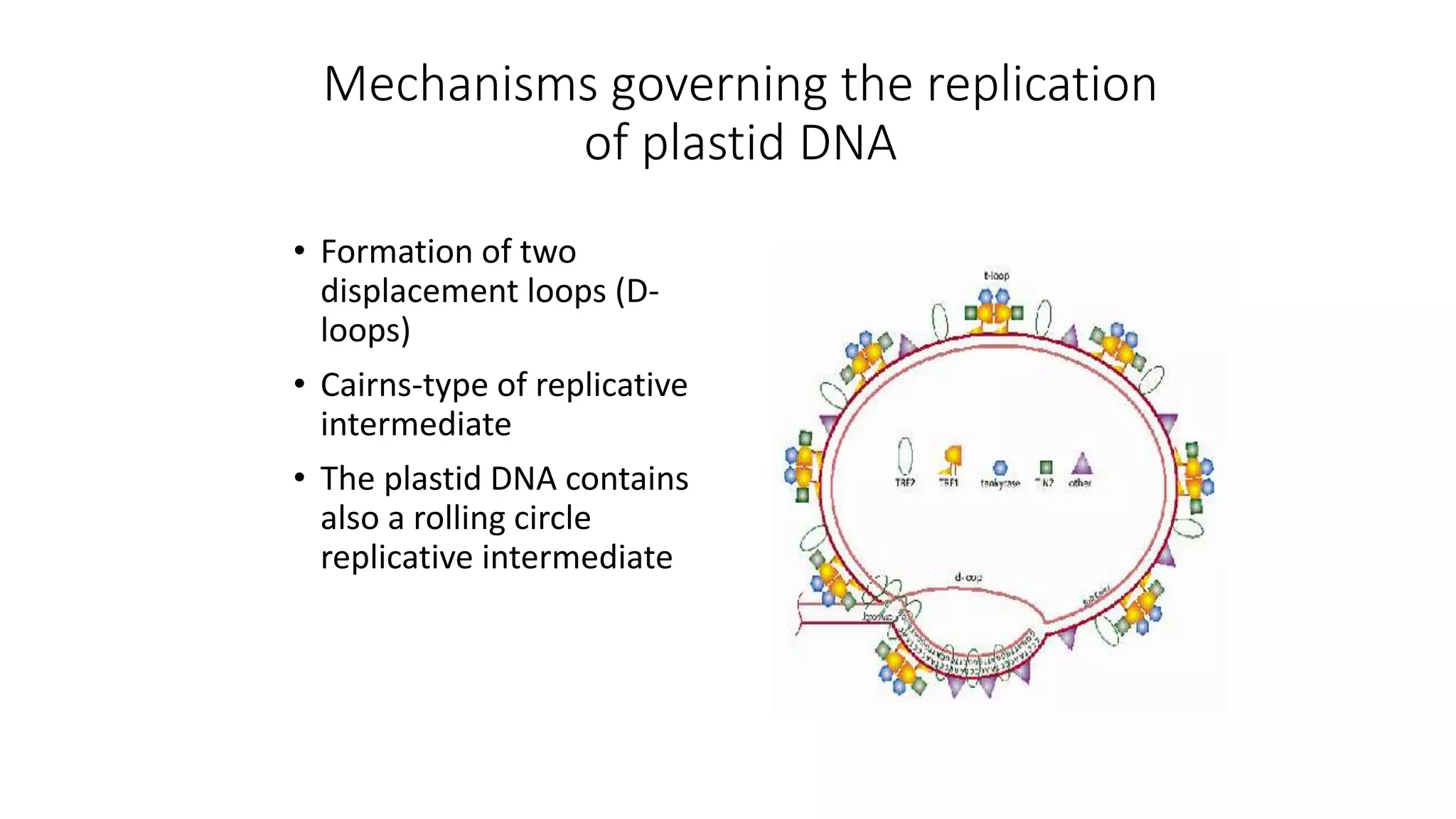 Chloroplast and mitochondrial genome.ppt