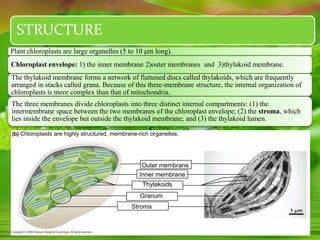 Chloroplast Bibo | PPTX