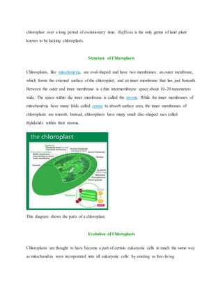 Chloroplast Definition
