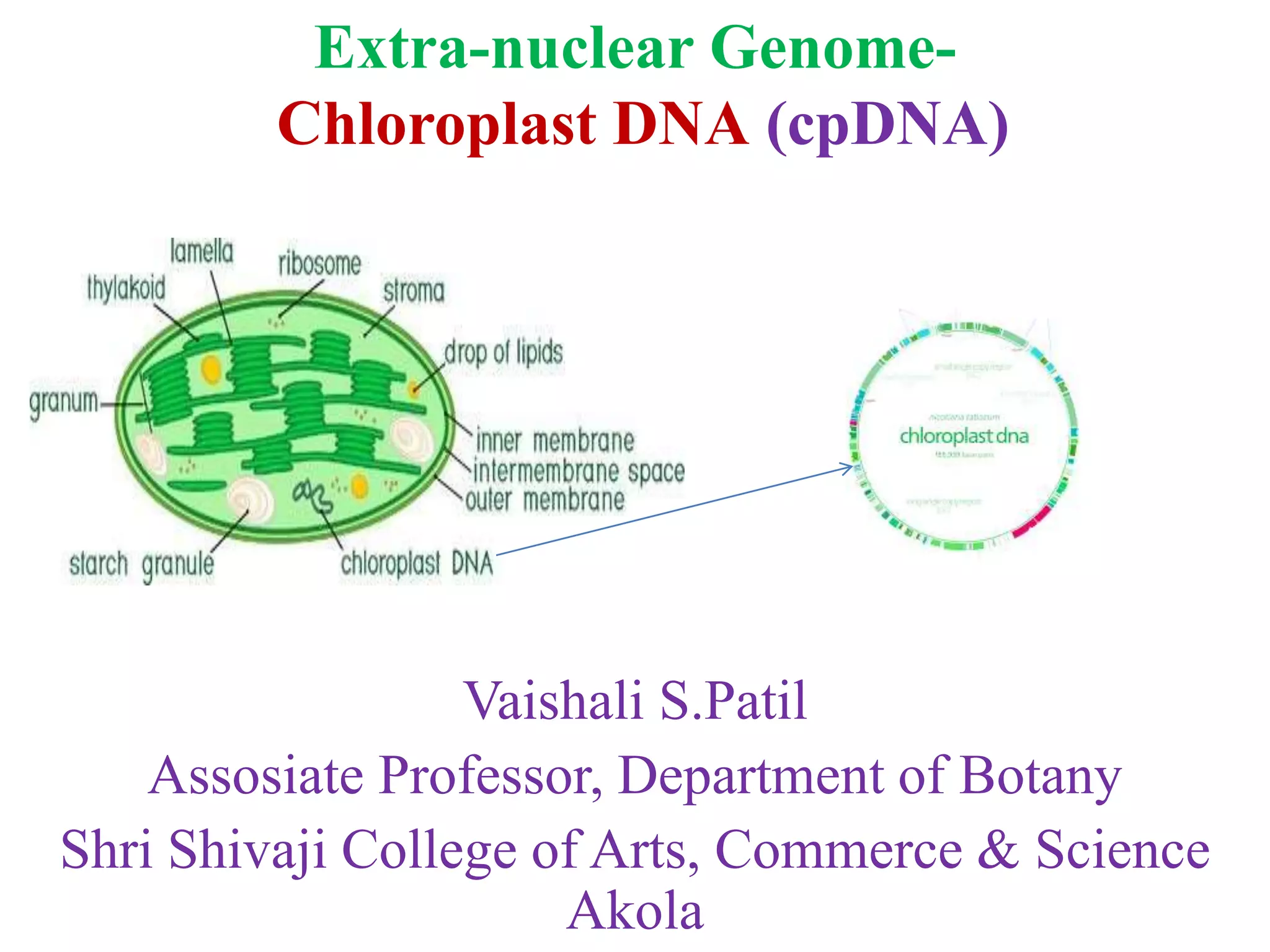 Chloroplast dna | PPTX