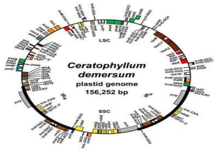 Chloroplast dna | PPTX