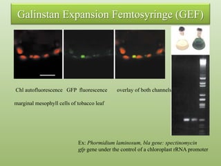 Chloroplast genome engineering | PDF
