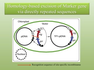 Chloroplast genome engineering | PDF
