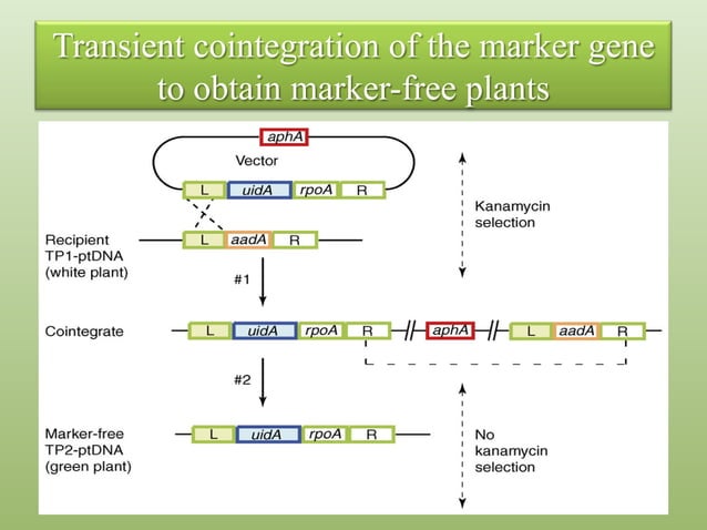 Chloroplast genome engineering | PDF | Biotech and Biomedical Industry ...