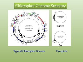 Chloroplast genome engineering | PDF