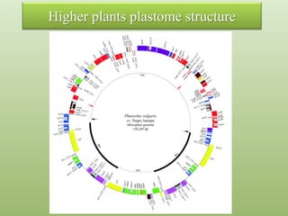 Chloroplast genome engineering | PDF