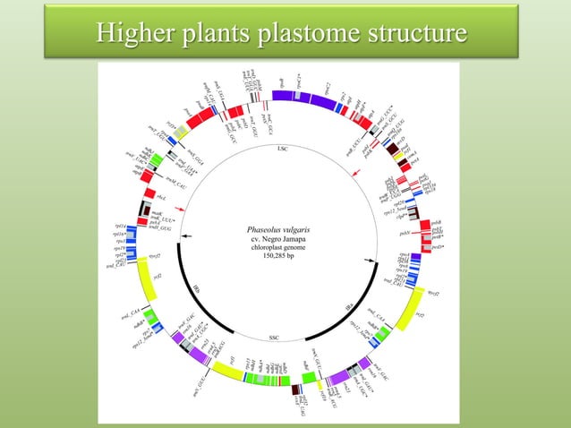 Chloroplast genome engineering | PDF | Biotech and Biomedical Industry ...
