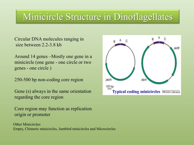 Chloroplast genome engineering | PDF | Biotech and Biomedical Industry ...