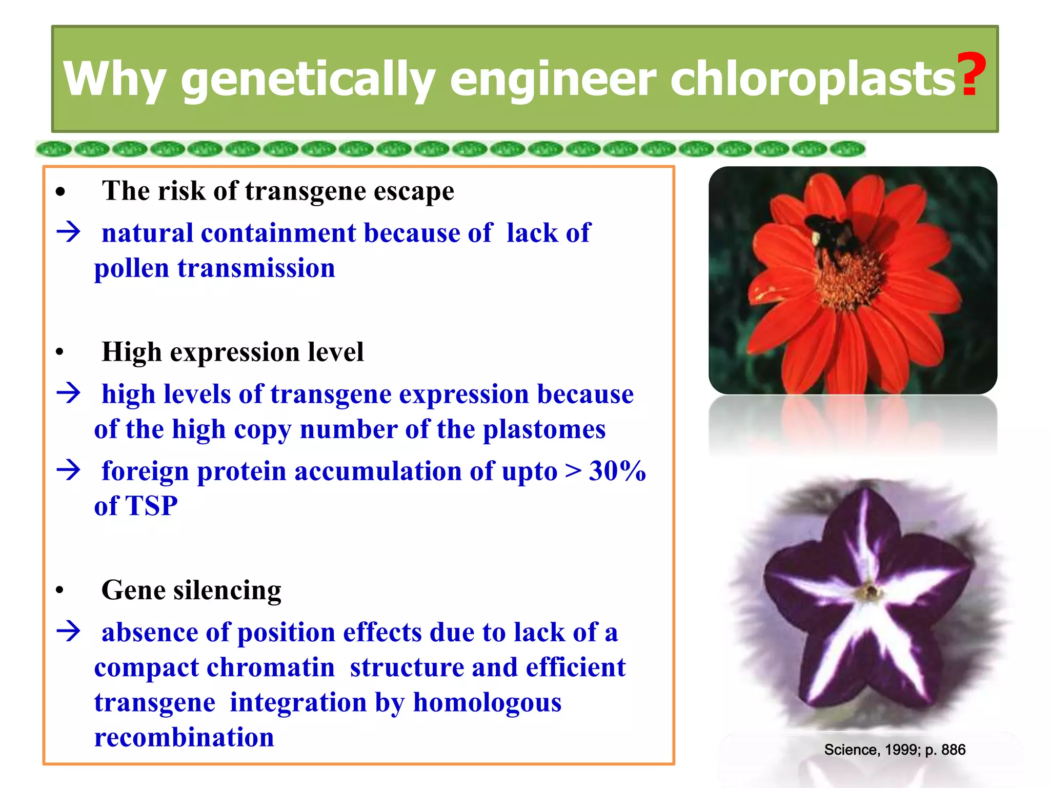Chloroplast engineering | PPTX