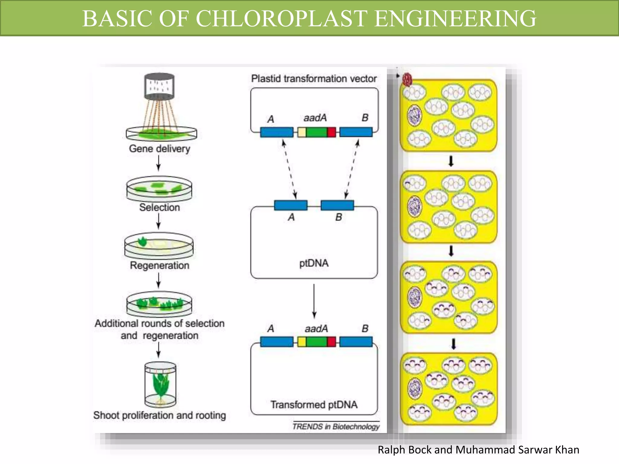 Chloroplast engineering | PPTX