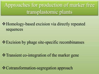 Chloroplast engineering | PPTX