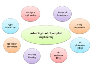 Chloroplast engineering | PPTX