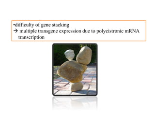 Chloroplast engineering | PPTX