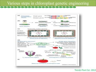 Chloroplast engineering | PPTX
