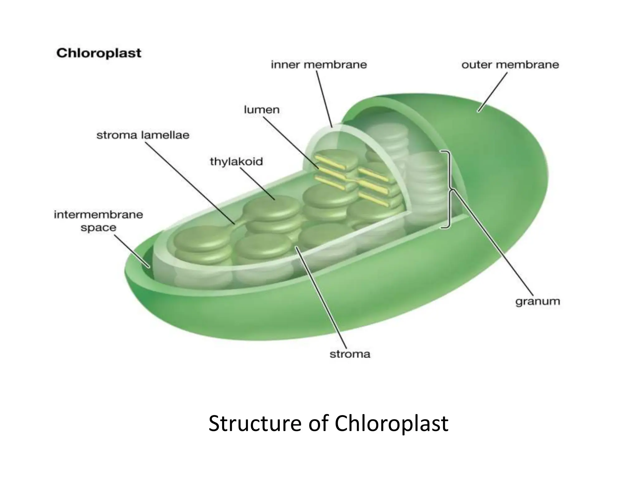 Chloroplast_Final[1] 2.pptx