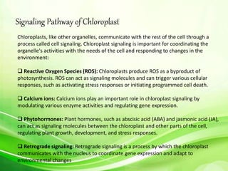 Chloroplast_Final[1] 2.pptx