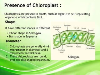 Chloroplast_Final[1] 2.pptx