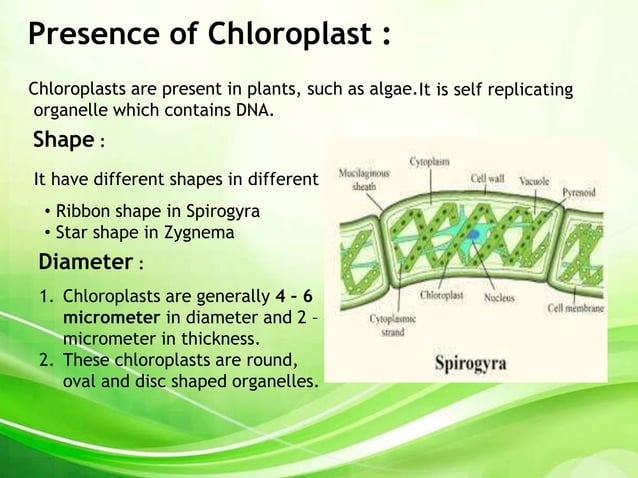 Chloroplast_Final[1] 2.pptx