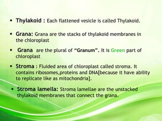Chloroplast_Final[1] 2.pptx