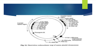 Chloroplast genome organisation | PPTX
