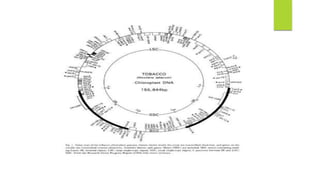 Chloroplast genome organisation | PPTX