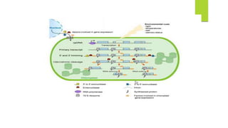 Chloroplast genome organisation | PPTX